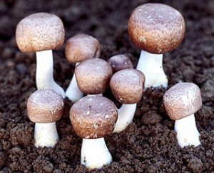 Agaricus Blazei Murrill (ABM) | Reishilab Sdn Bhd
